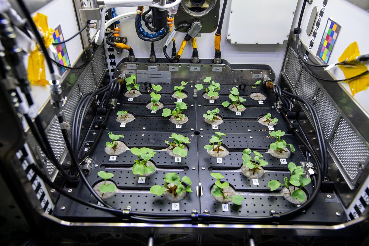 Hydroponics The Thing That Is Steve Hydroponics The Thing That Is Steve