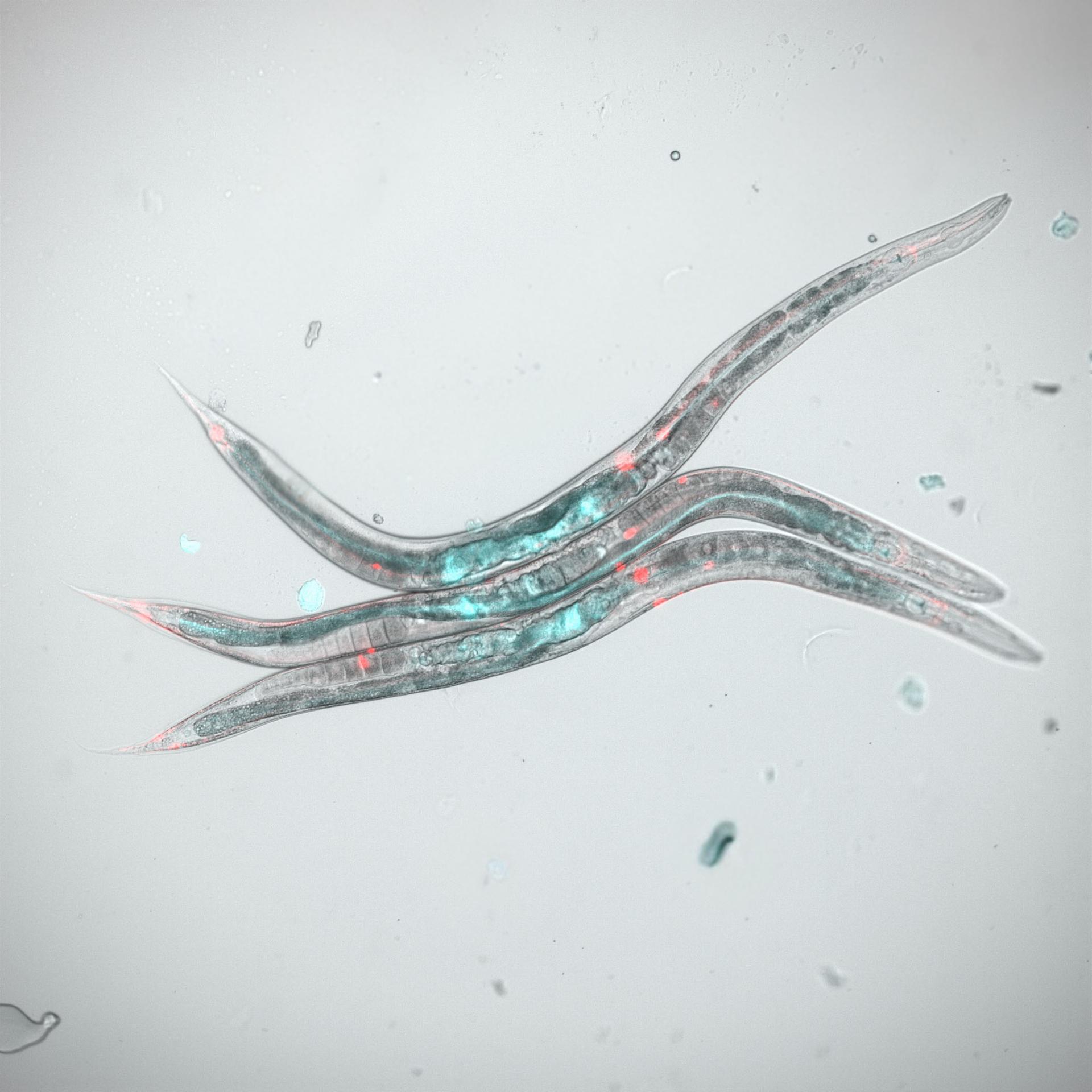 NASA Science: CBIOMES uses roundworms to understand how microgravity